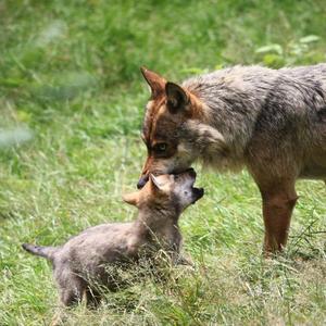 Wolf (Canis lupus): profile - EuroNatur