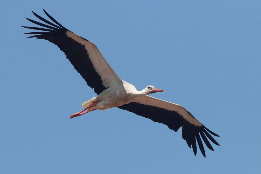 White Stork: profile - EuroNatur