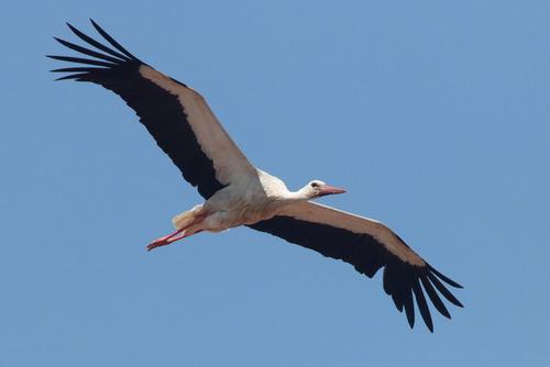 White Stork: profile - EuroNatur