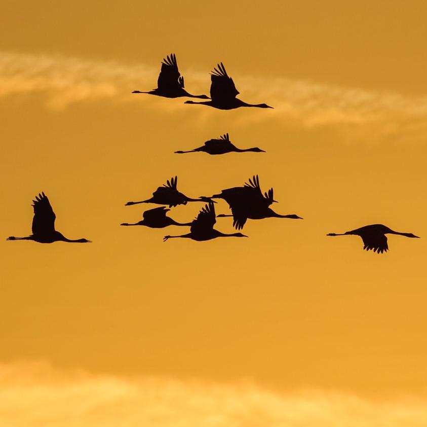 We are protecting migratory birds in Europe - EuroNatur
