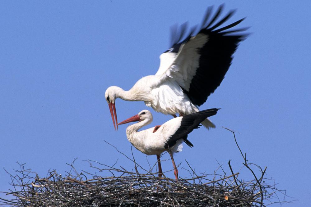White Stork: profile - EuroNatur