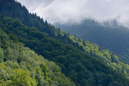 We are protecting forests in Europe - EuroNatur
