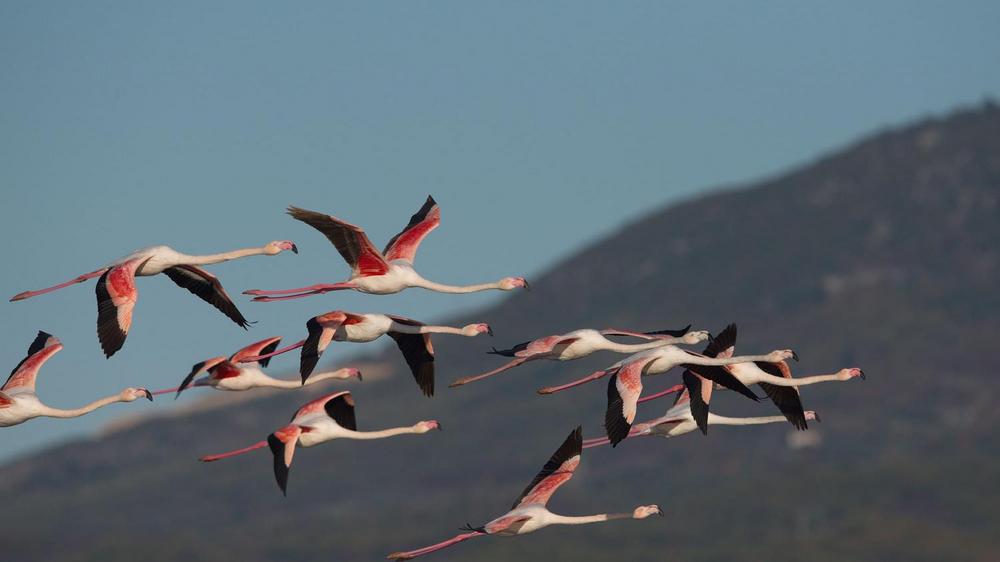 We are protecting migratory birds in Europe - EuroNatur