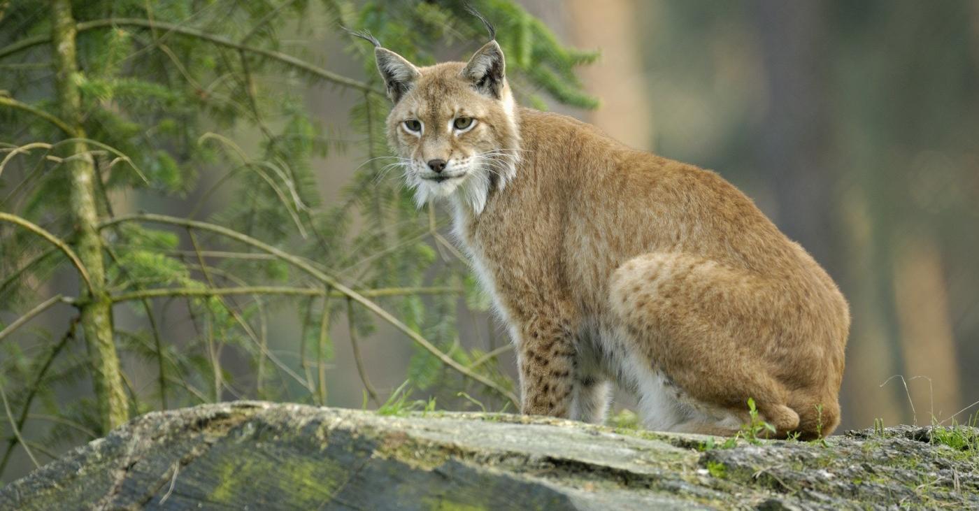 Steckbrief Luchs - EuroNatur