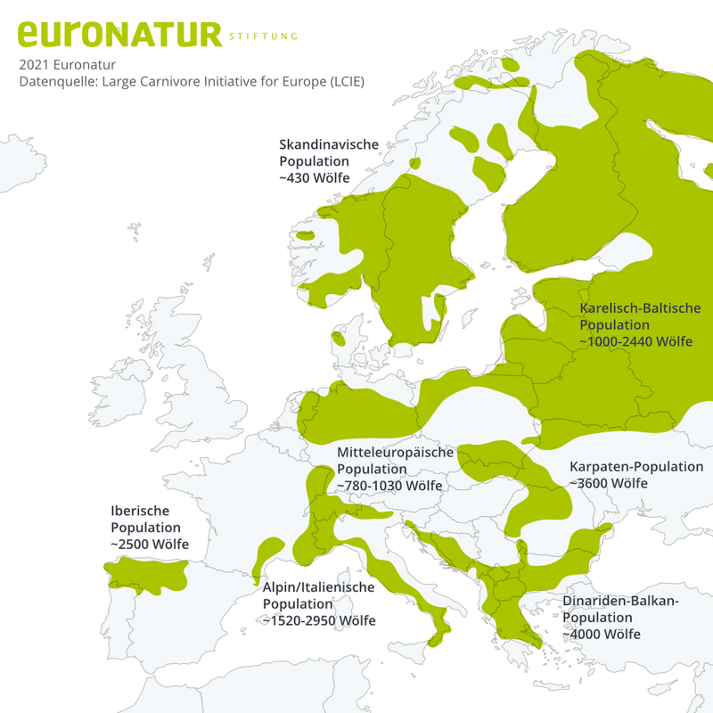 Wolf (Canis lupus): Steckbrief - EuroNatur
