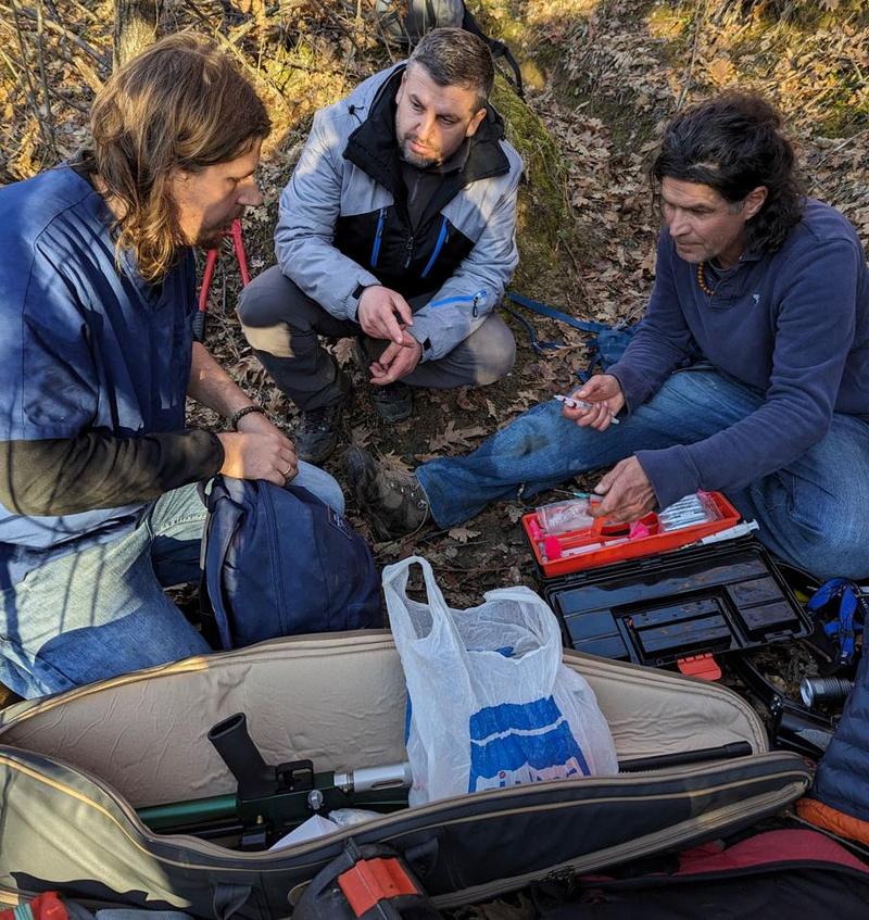 Brown bear freed from snare trap - EuroNatur