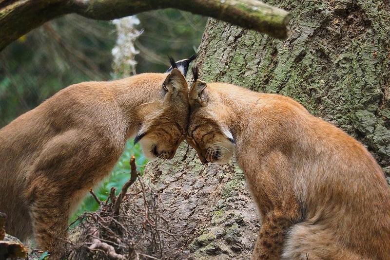 Eurasian lynx: profile - EuroNatur