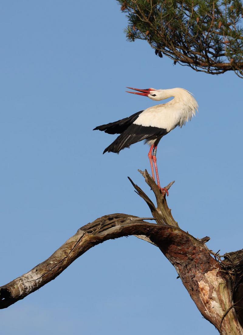 New stork village: Knepp and Storrington - EuroNatur