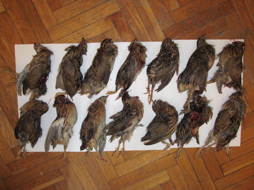 Millions of birds still illegally killed - EuroNatur