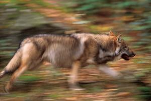 EuroNatur's Wolf Projects - EuroNatur