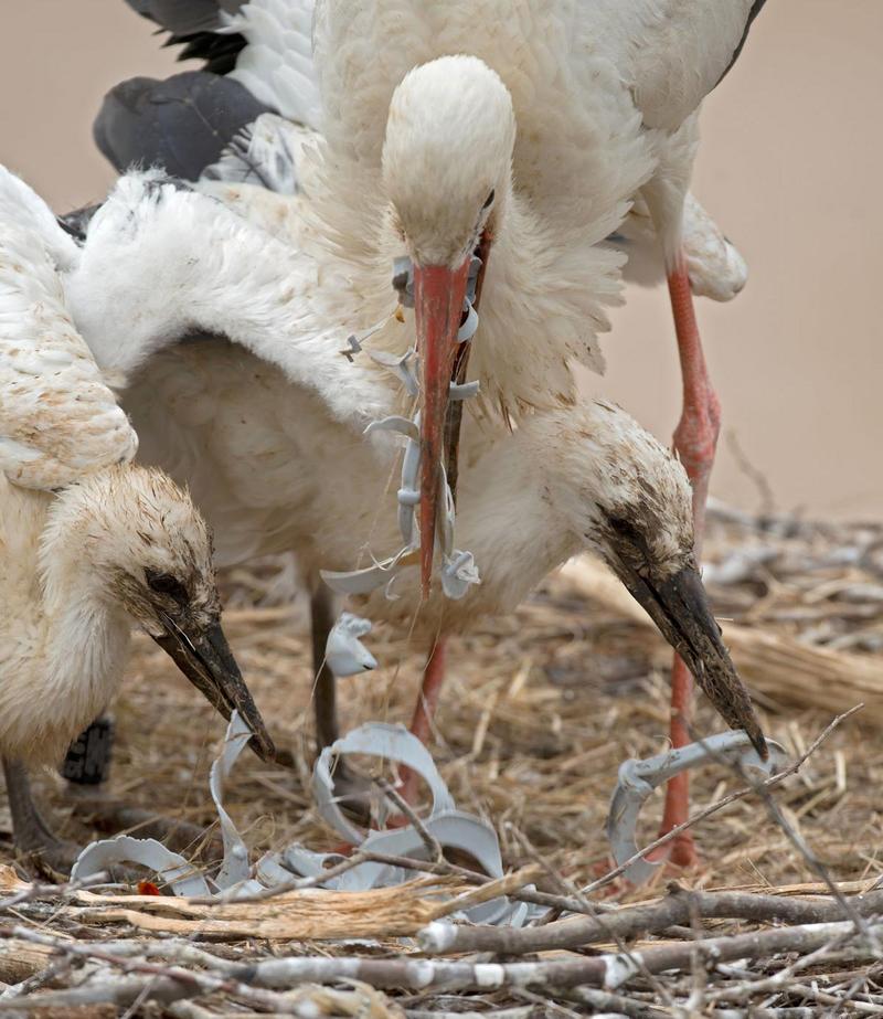 White Stork: profile - EuroNatur