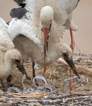 White Stork: profile - EuroNatur