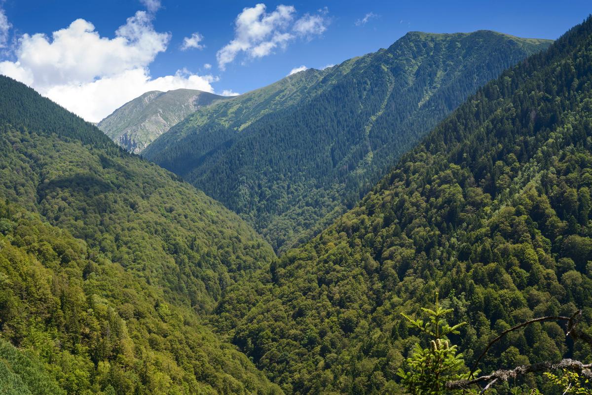 EU becomes active for Romania's primeval forests - EuroNatur