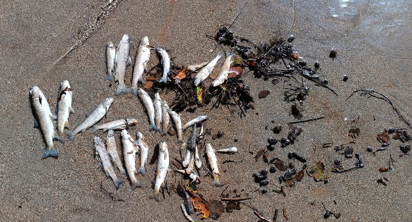 Neretva: fish kill caused by hydropower operations - EuroNatur