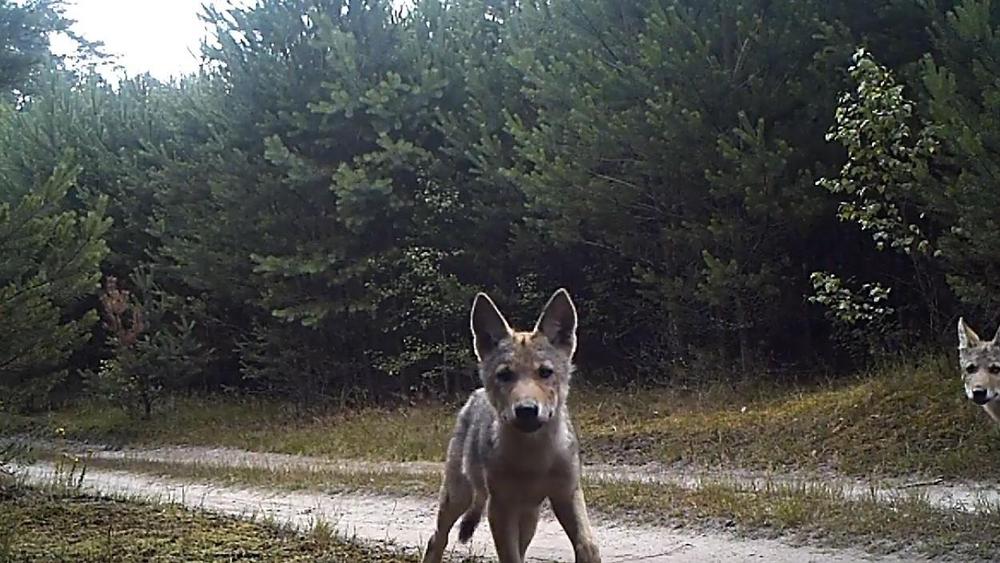 Protecting Wolves in Europe - EuroNatur
