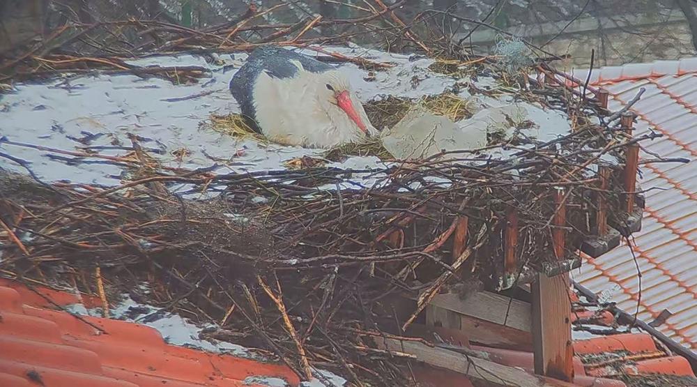 Poor breeding season for storks - EuroNatur