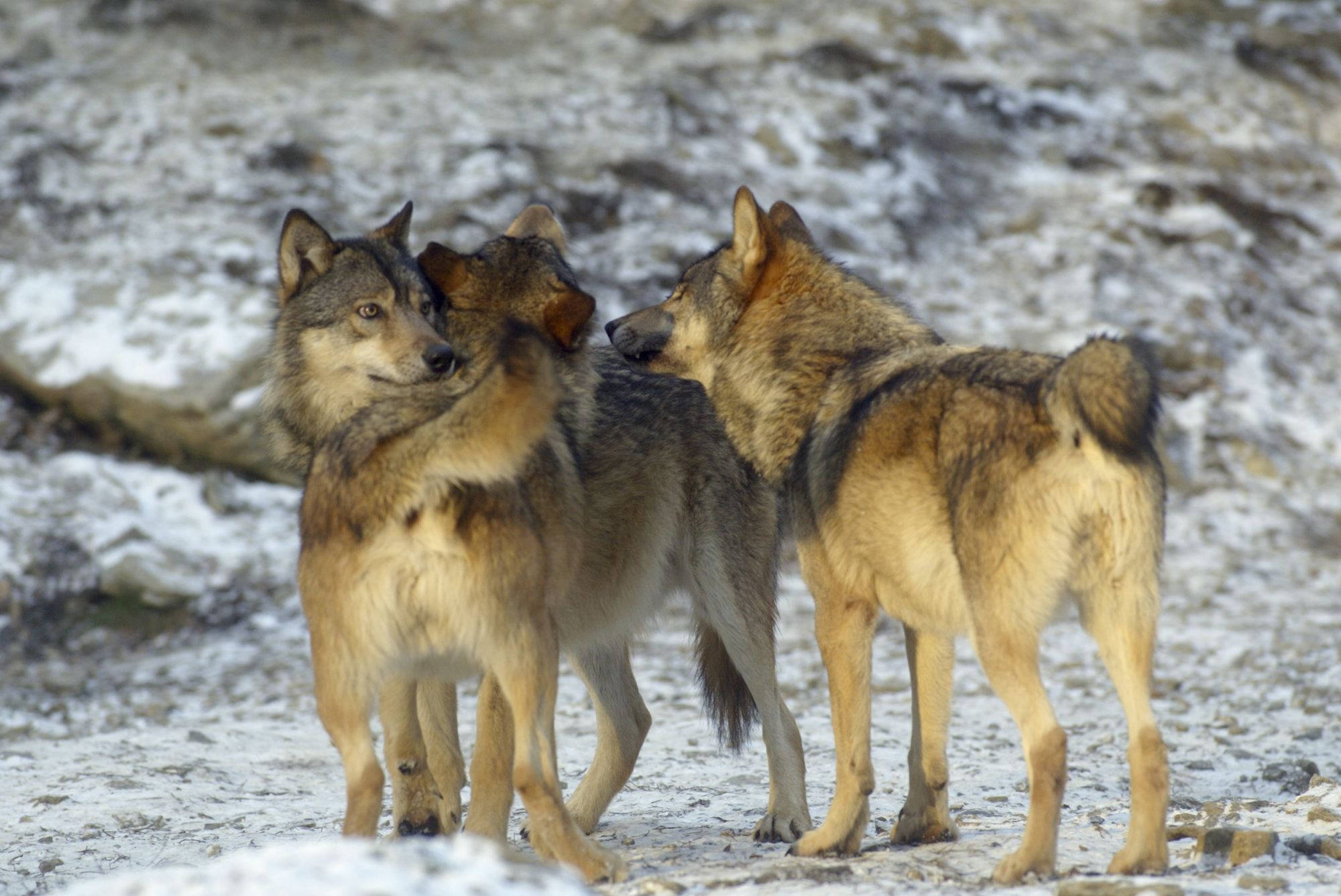 NGOs against review of wolf conservation status - EuroNatur