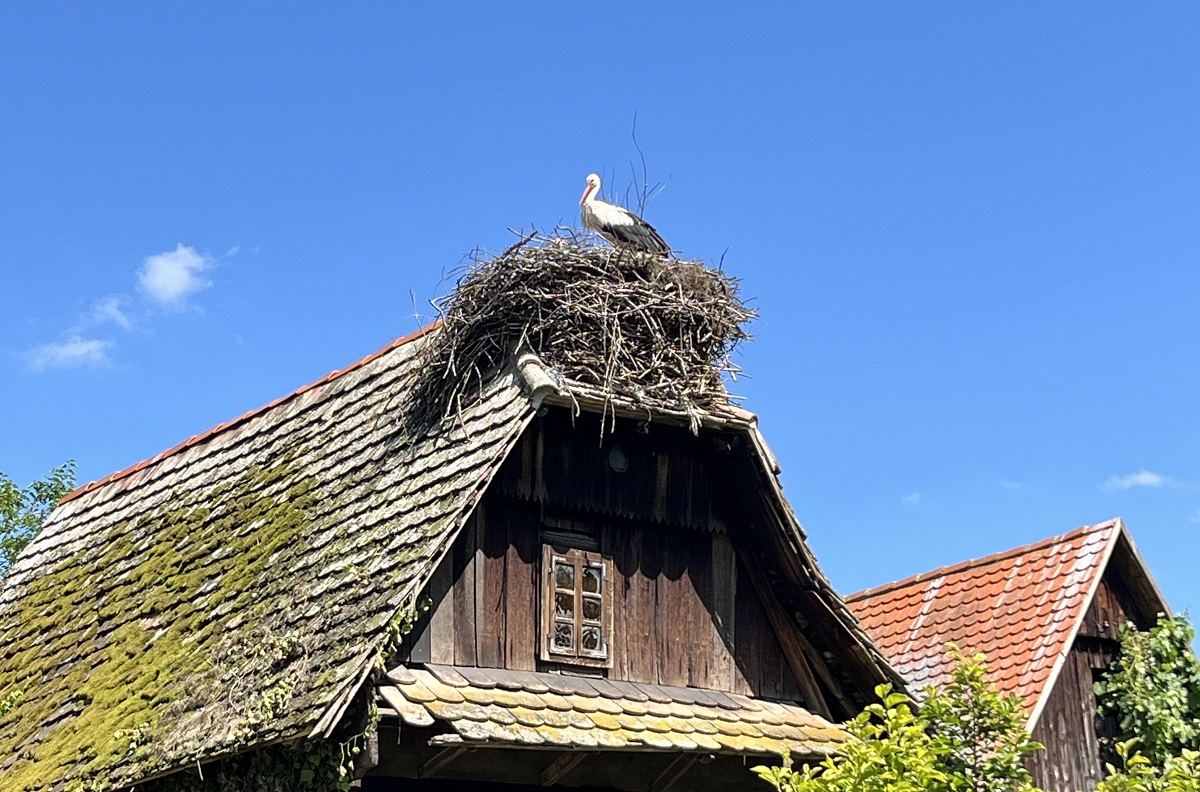 30 years of the European Stork Villages initiative - EuroNatur