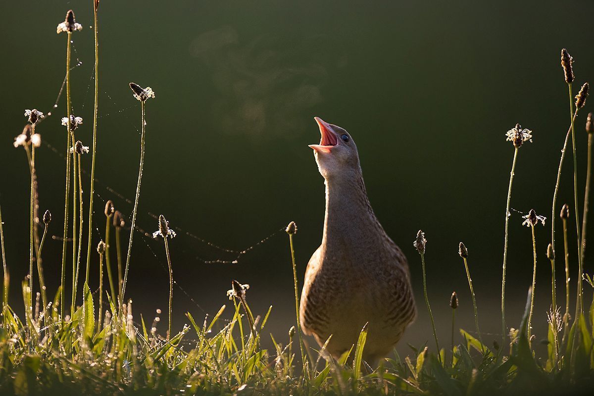 Winners 2014 - EuroNatur