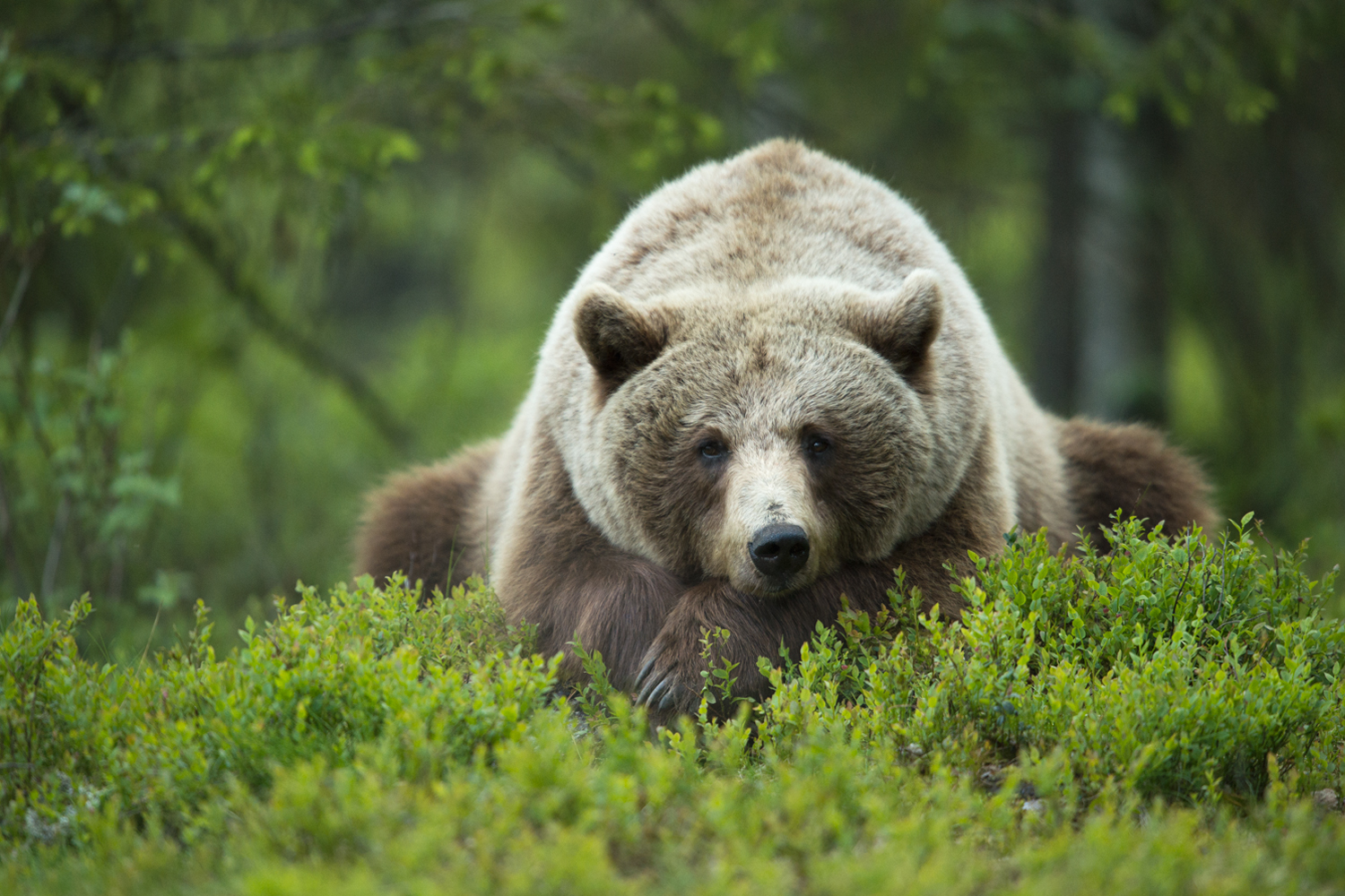 Nature photo competition: Winners 2018 - EuroNatur